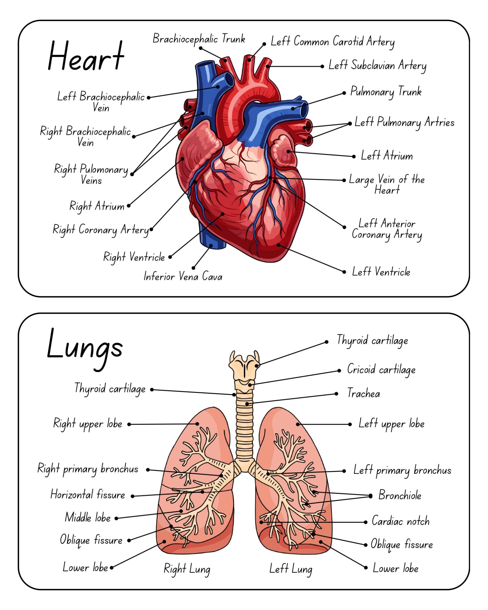 Printable Anatomy Flashcards - govincards.com