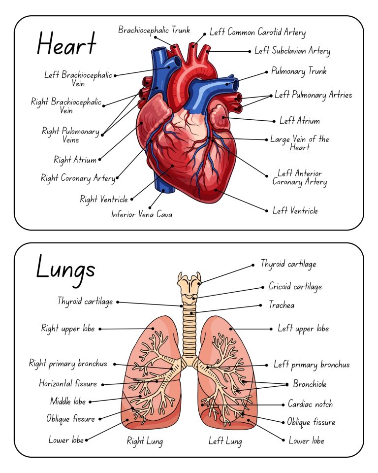 Printable Anatomy Flashcards – govincards.com