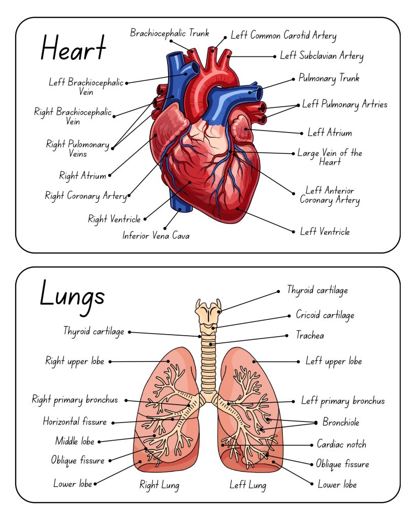 Printable Anatomy Flashcards – govincards.com