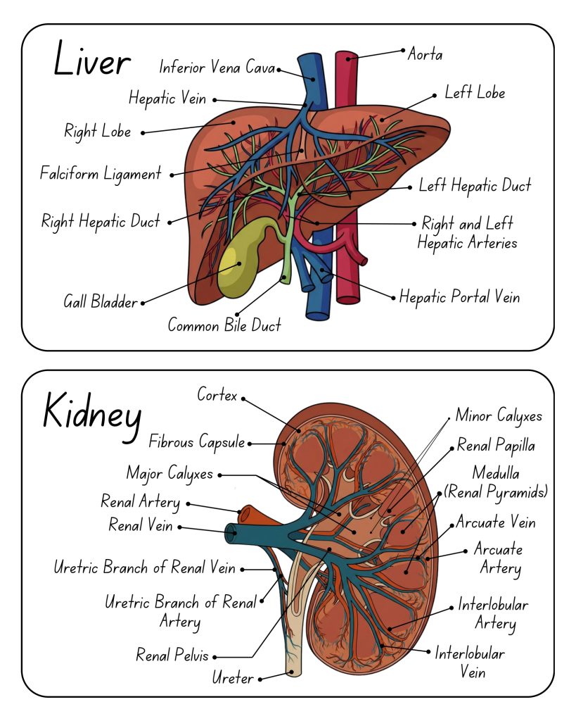 Printable Anatomy Flashcards – govincards.com