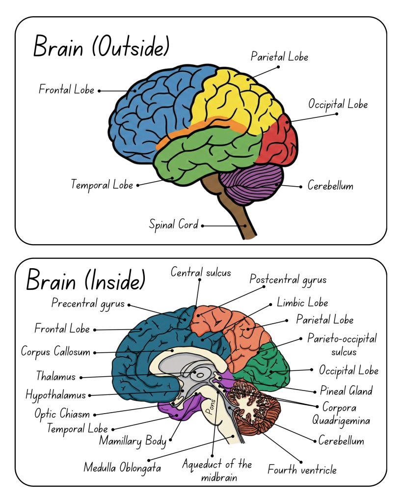Printable Anatomy Flashcards – govincards.com