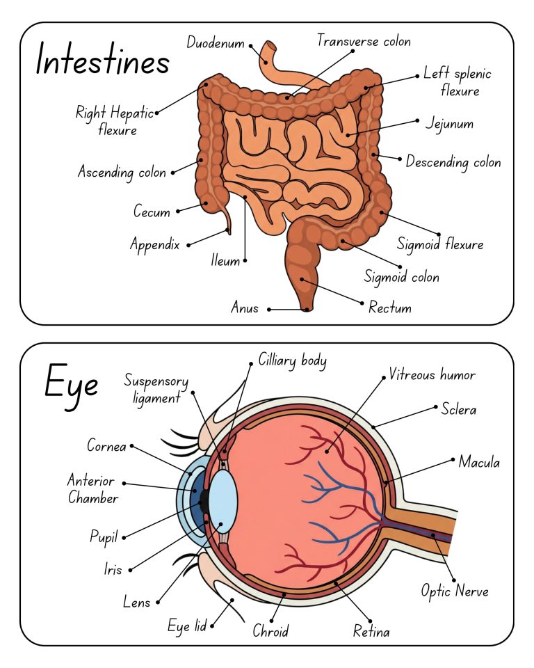 Printable Anatomy Flashcards – govincards.com